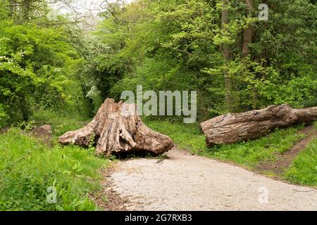 Large uprooted tree stump used to partially block a footpath from ...