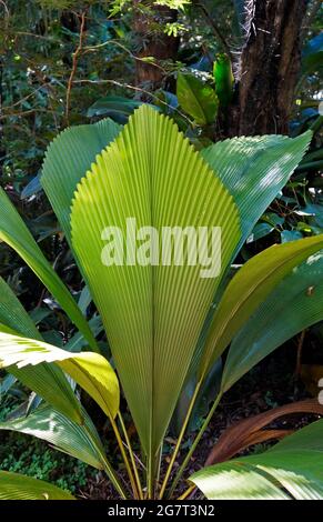 Diamond palm tree or Joey palm tree (Johannesteijsmannia altifrons ...