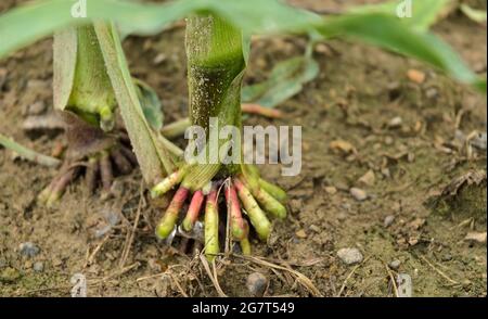 Brace roots of a corn plant Stock Photo - Alamy