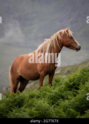 Wild welsh ponies pony Carneddau Snowdonia Wales Europe Stock Photo - Alamy