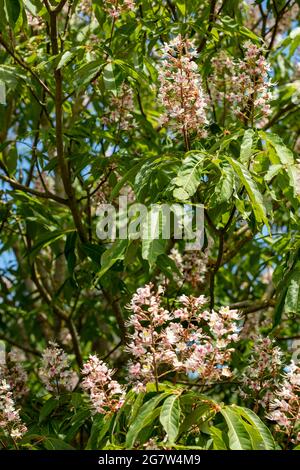 Unusual Aesculus indica, Indian horse chestnut tree in flower, natural ...
