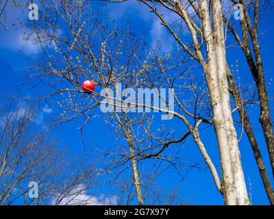 red balloon stuck in tree Stock Photo - Alamy