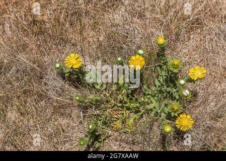 San Simeon, CA, USA - June 8, 2021: Pacific Ocean coastline. Wide ...