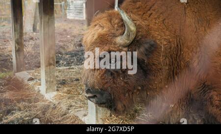 Strong bison after eating Stock Photo - Alamy