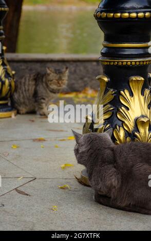 Portrait of two cats playing with each other in the apartment Stock ...