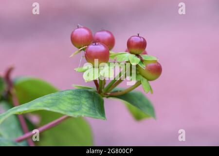 A photograph of beautiful garden berries surrounded by green plants ...