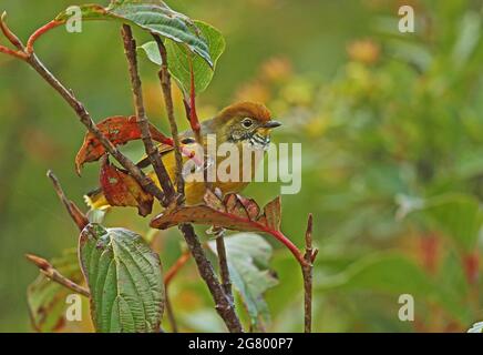 Bar-throated Minla (Chrysominla strigula castanicauda) adult perched on ...
