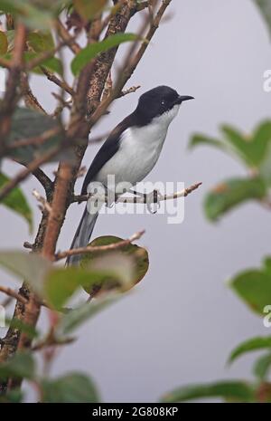 Dark-backed Sibia (Heterophasia melanoleuca radciffei) pair perched in ...