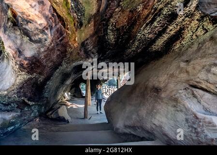 The Fallen Monarch. A giant fallen Sequoia tree (Sequoiadendron ...