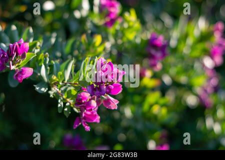 Sweet Pea Shrub, Polygala fruticosa 'Petite Butterfly'; garden variety ...