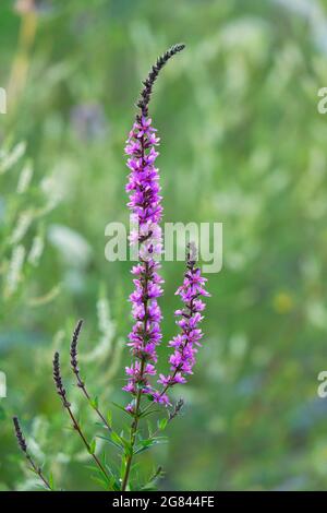 Purple Loosestrife (Lythrum salicaria), invasive plant flowering in ...