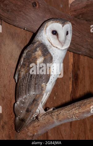 Barn Owl on Perch Stock Photo - Alamy