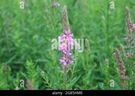 Pink Purple Lythrum Anceps Lythrum Salicaria Flowers In Garden Stock ...