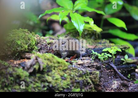Short-tailed gymnure (Hylomys suillus) in North Sumatra island ...