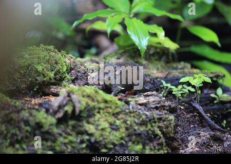 Short-tailed gymnure (Hylomys suillus) in North Sumatra island ...