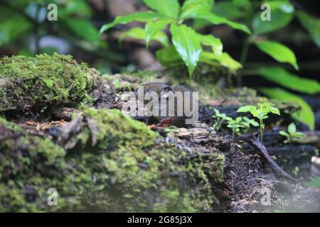 The short-tailed gymnure (Hylomys suillus) is a small mammal from the ...
