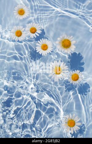 Daisy Flowers floating on Water. Sun and shadows. Minimal nature ...