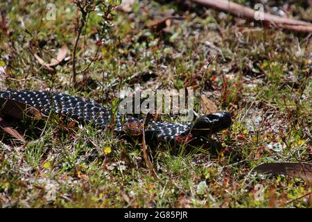Black Tiger Snake (Notechis ater), Fam. Elapidae, A highly venomous ...