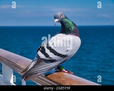 A closeup of Pigeon head isolated in blurred background Stock Photo - Alamy