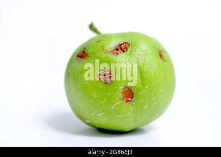 apple fruits damaged by heavy hail stom .pictured in studio Stock Photo ...