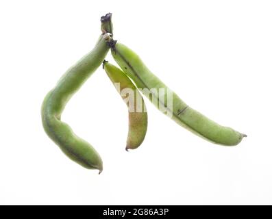 Close up of home grown white onions Stock Photo - Alamy