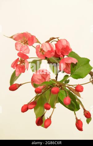 Pink apple tree flowers green leaves white background isolated closeup ...