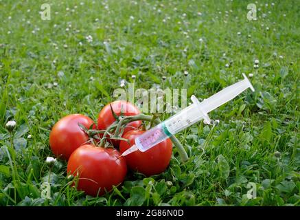 Tomatoes being injected with toxic artificial growth substances Stock ...