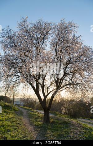 Almond Tree in Blossom, Dehesa de la Villa Park, Madrid, Spain Stock ...