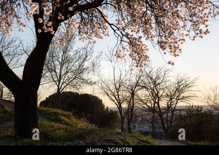 Almond Tree in Blossom, Dehesa de la Villa Park, Madrid, Spain Stock ...