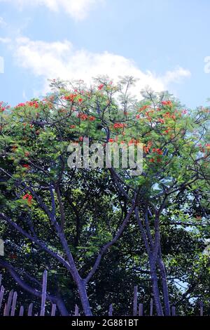 Guppy tree on blue sky background 3 Stock Photo - Alamy