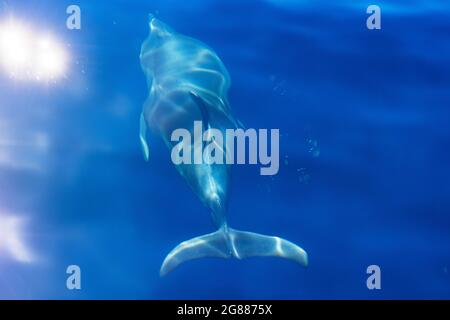Common bottlenose dolphin surfacing on the Adriatic Sea in Croatia ...