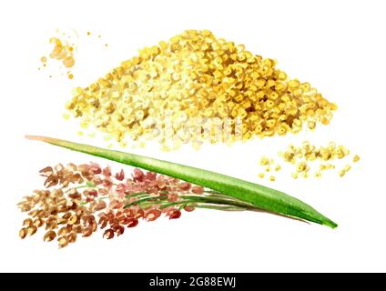 Dry millet grains set. Hand drawn watercolor illustration, isolated on ...