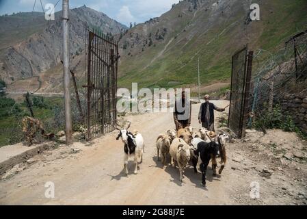 Sheep in the Village of Northern Pakistan Stock Photo - Alamy