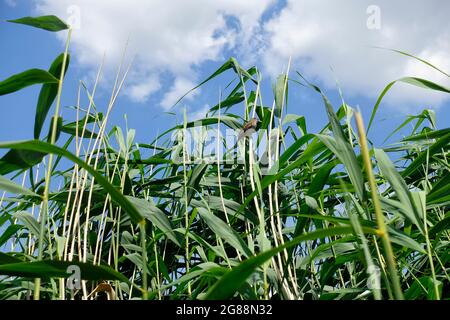 green reed plants at the water, a biotope in nature Stock Photo - Alamy