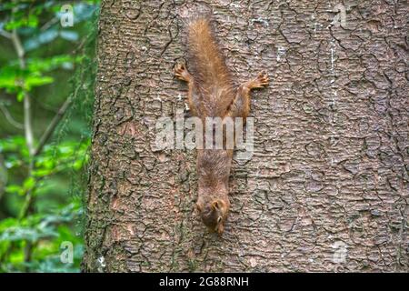 Red Squirrel (Sciurus vulgaris). Underside of head showing mouth, upper ...