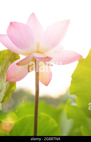 blooming lotus flower with sunshine vertical composition Stock Photo ...