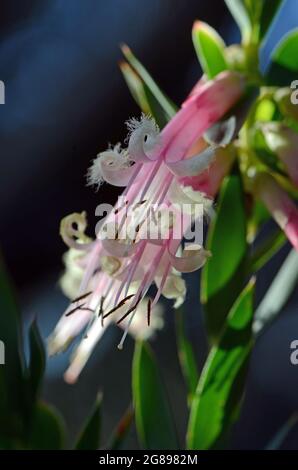 Sydney Australia, pink flowers of a native melicope rubra or little ...