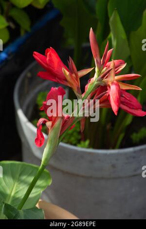 Canna indica also called indian shot on farm for harvest are cash crops ...