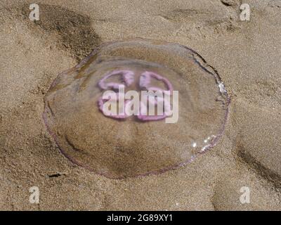 Common Moon Jellyfish washed up on the beach at Embleton Bay ...