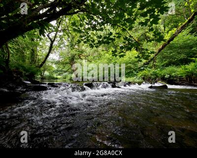 River Lynher flowing through Stara Woodland, Cornwall, UK Stock Photo ...