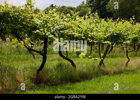 Nutbourne Vineyard, Pullbourgh, West Sussex, England, UK in summer 2021 ...