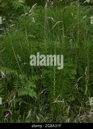 Close-up of marestail in the UK in July Stock Photo - Alamy