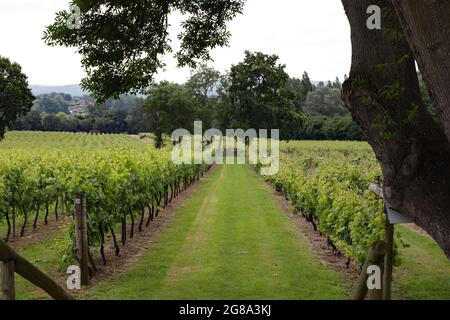 Nutbourne Vineyard, Pullbourgh, West Sussex, England, UK in summer 2021 ...
