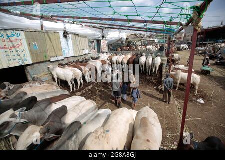 Sanaa, Yemen. 18th July, 2021. A Yemeni livestock merchant feeds his ...