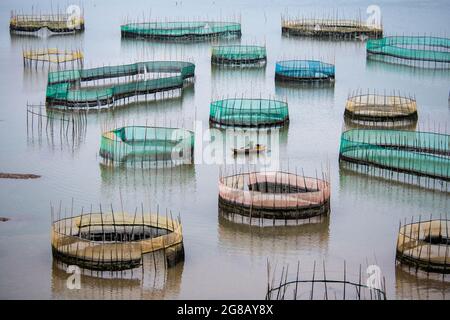 A fisherman sailing among round giant fishing nets on mudflats in Xiapu ...