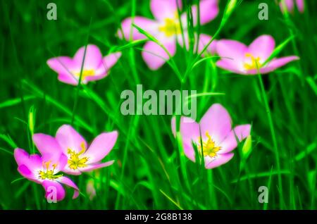 Marsh Pink wild flower Sabatia grandiflora blooms in the wetlands of ...