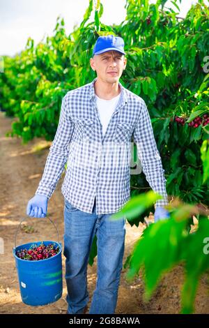 Man carrying bucket with sweet cherry Stock Photo - Alamy