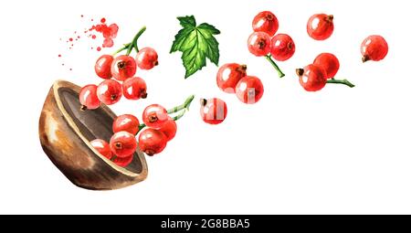 Bowl of Red currant berries, Hand drawn watercolor illustration ...