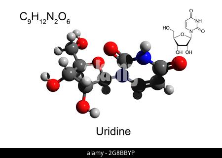 Uridine nucleoside molecule Stock Photo - Alamy