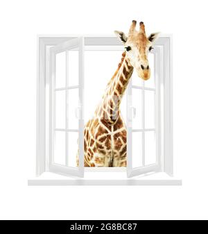 Giraffe looking through a window. Cute curious giraffe stare at the ...